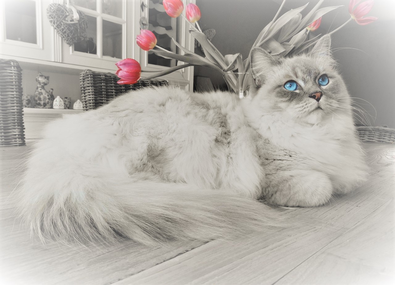 ラグドール子猫の値段や里親やブリーダーは?性格や毛色とかわいい画像も – ネコタメ｜リッチとドラット